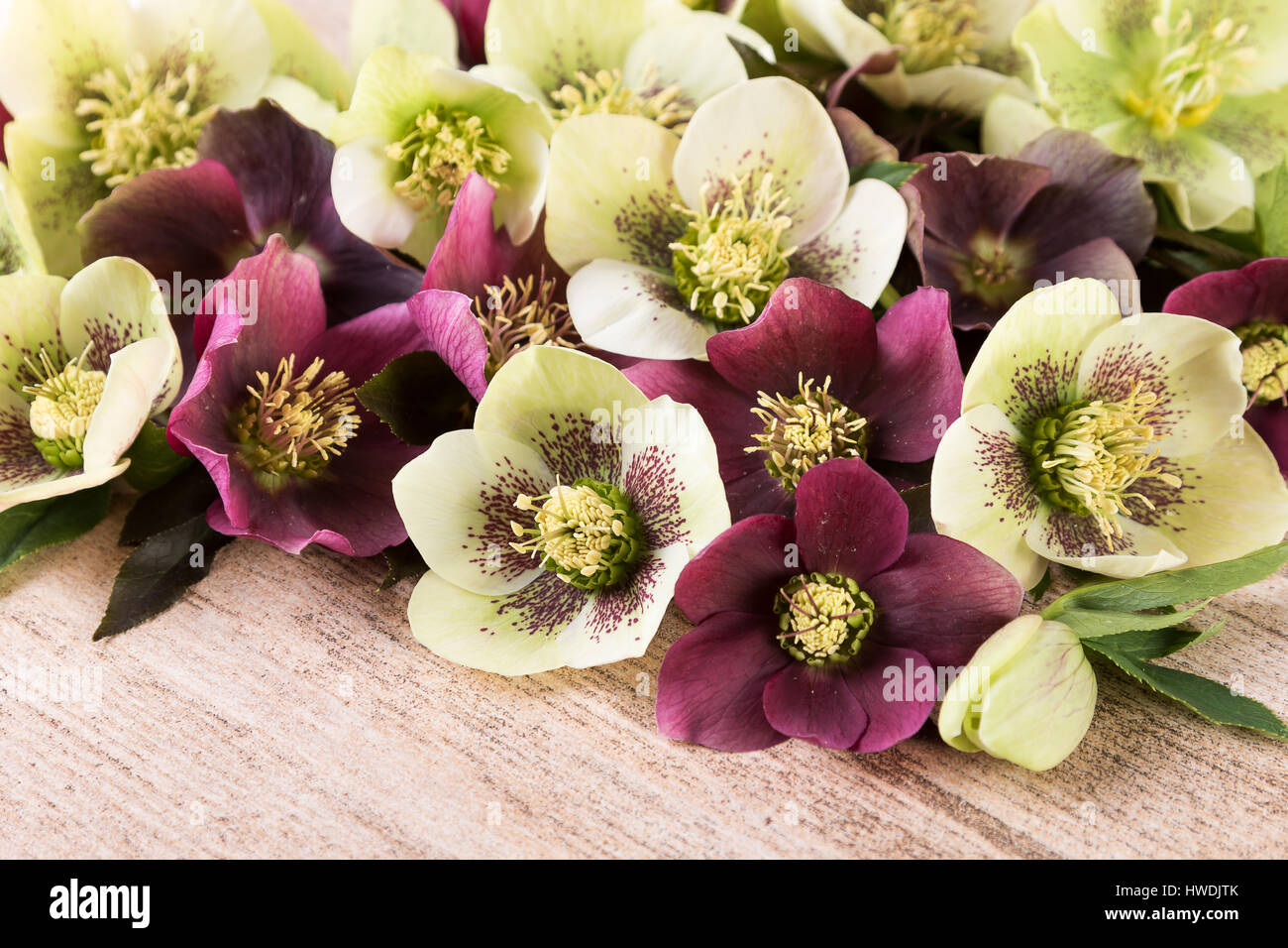 Spring flowers hellebore lenten hi-res stock photography and images - Alamy