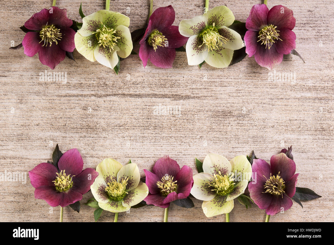 Frame spring flowers lenten rose in a row on light brown rustic ...