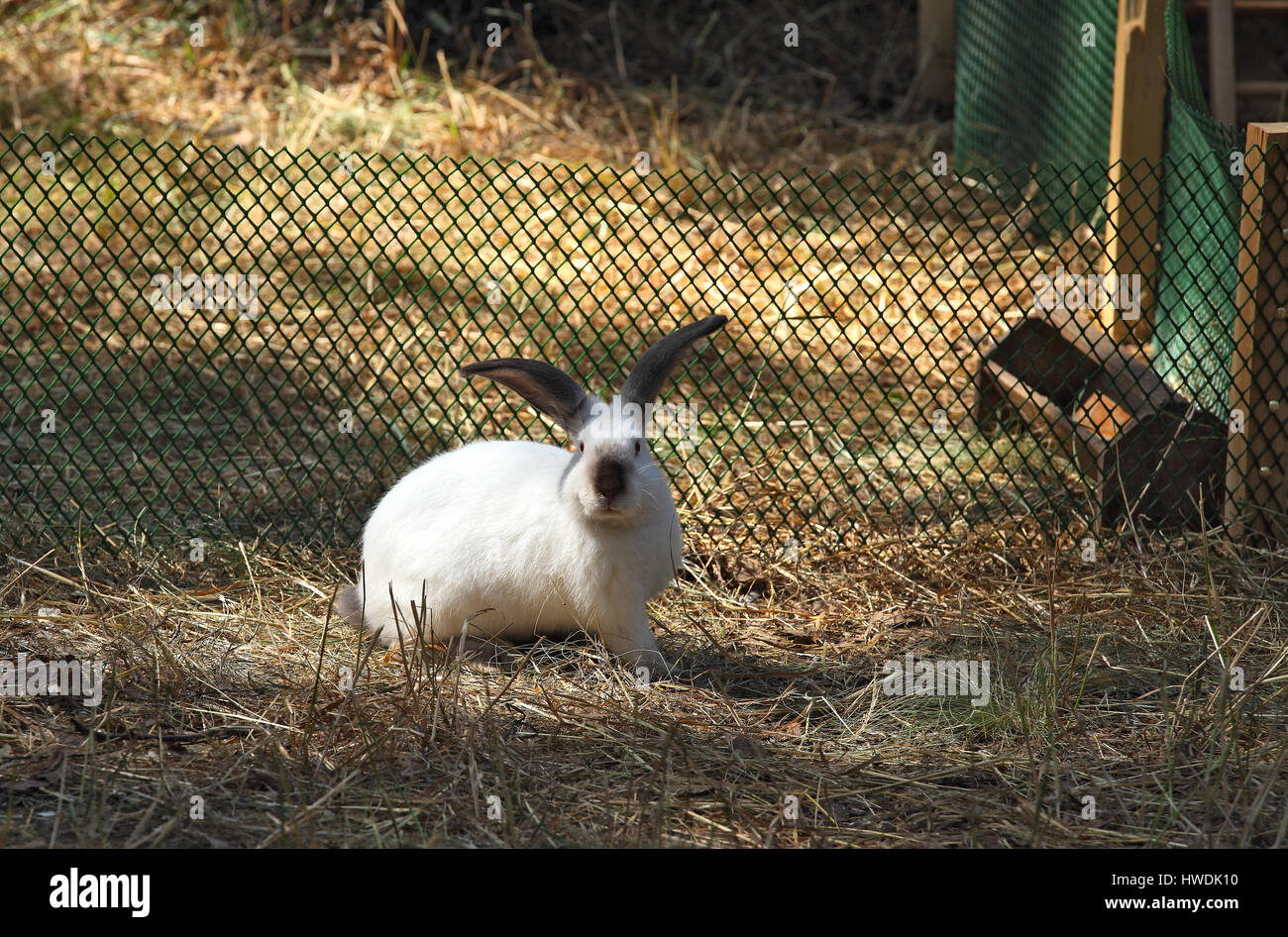 A funny white rabbit on the agrofarm Stock Photo - Alamy