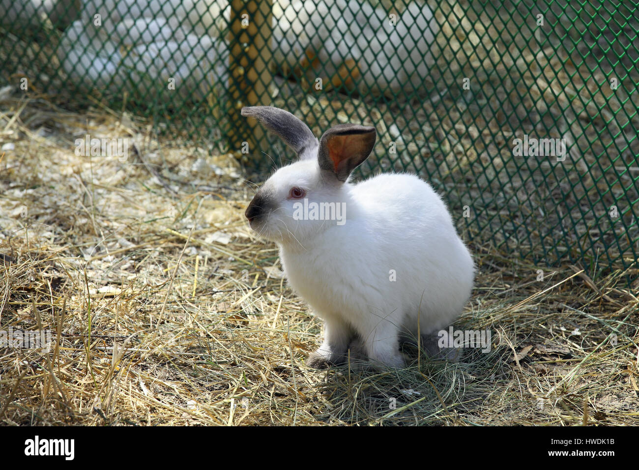 A funny white rabbit on the AgroFarm Stock Photo - Alamy