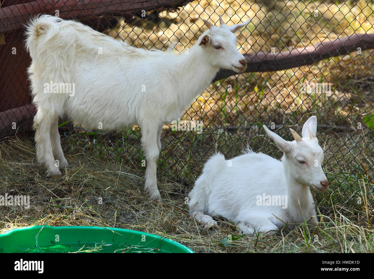 Two white goats grazing in a paddock on the farm Stock Photo - Alamy