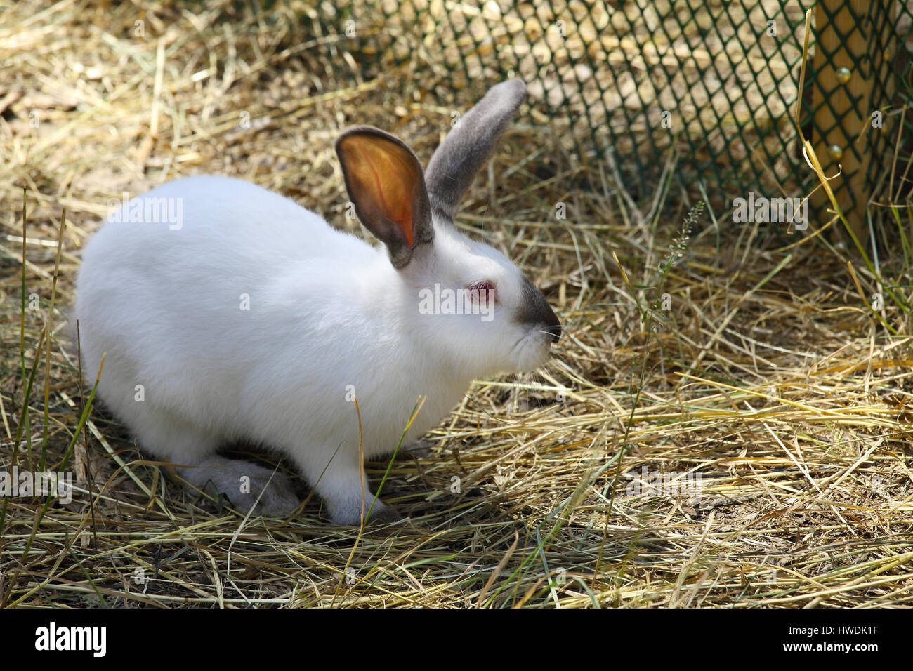 White rabbit grazing on AgroFarm Stock Photo - Alamy