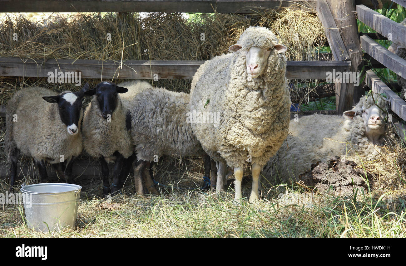 Merino sheep on the farm Stock Photo - Alamy