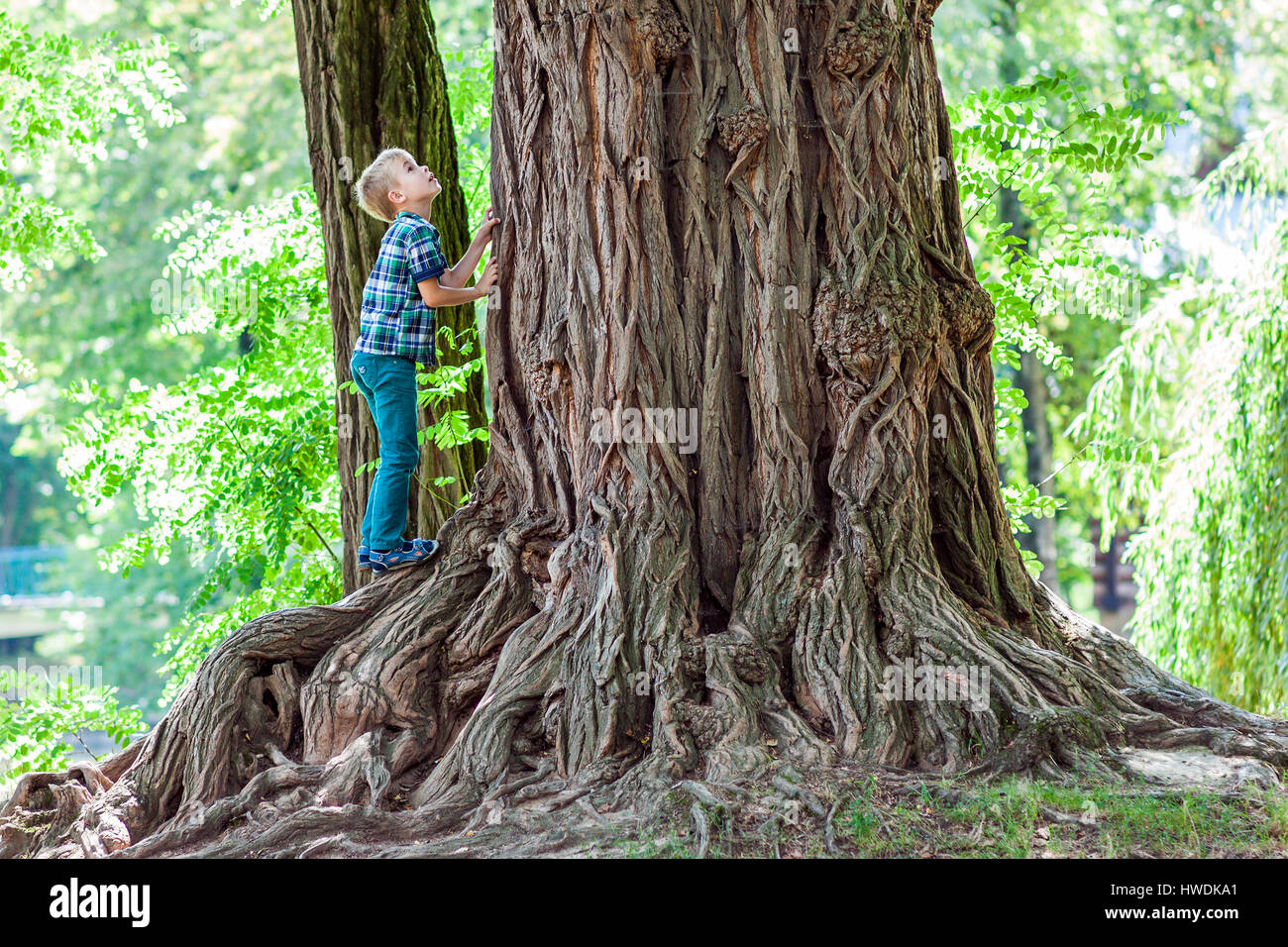 Little boy standing beside a big stump of an old tree. Happy child ...