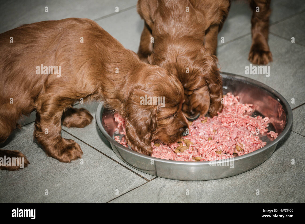Two six week old Irish Setter puppies eating meat Stock Photo - Alamy