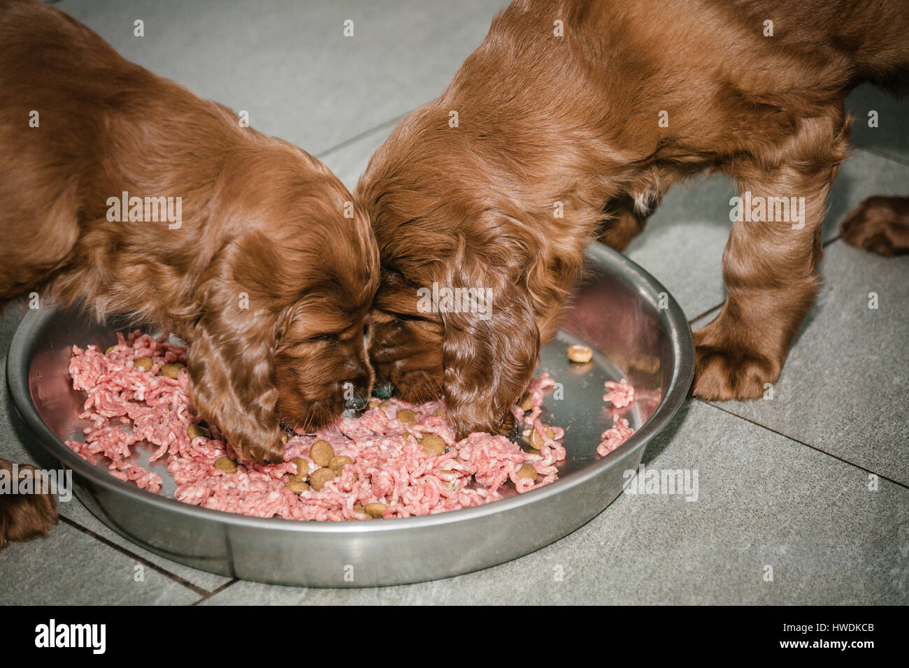 Two six week old Irish Setter puppies eating meat Stock Photo - Alamy