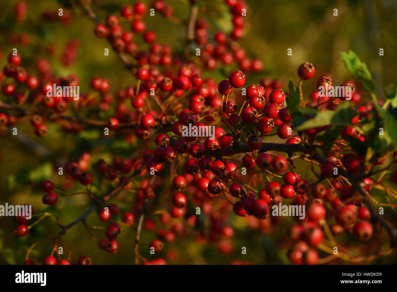 Rowan Berry in Sunset Stock Photo - Alamy