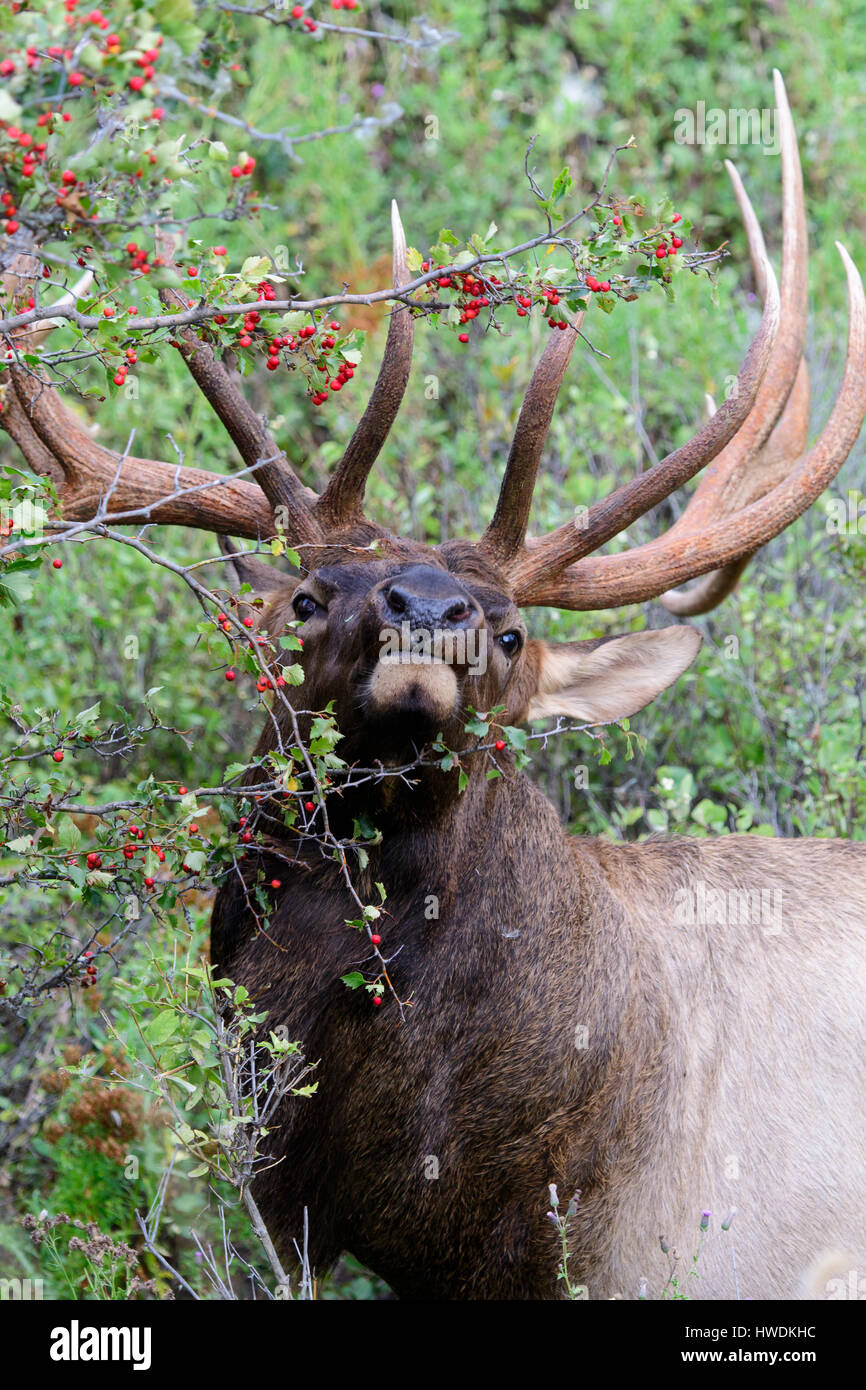 Cervus canadensis family hi-res stock photography and images - Alamy