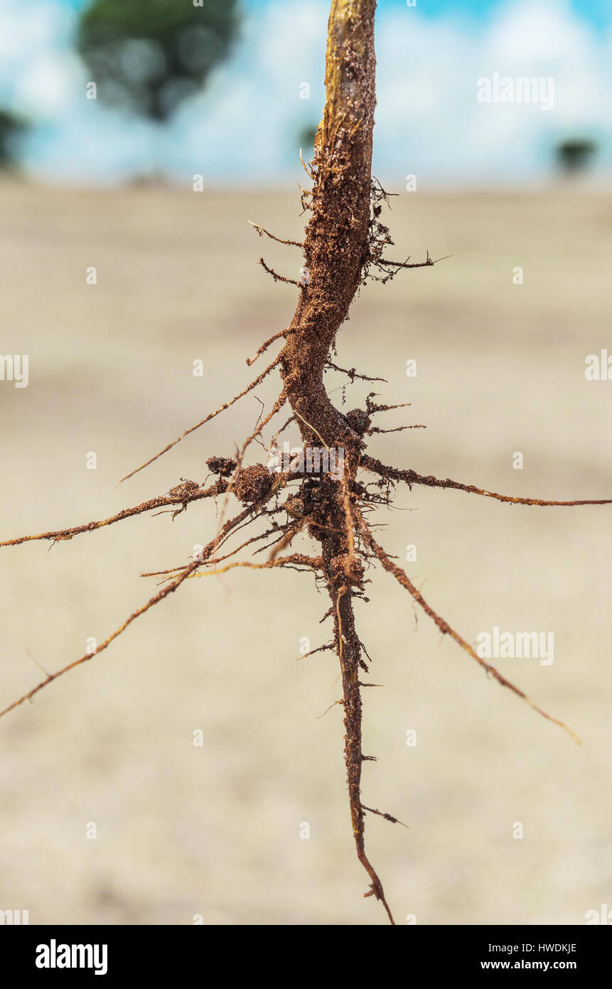 Root nodules hi-res stock photography and images - Alamy