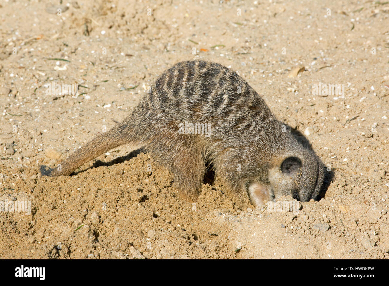 Meerkat (Suricata suricatta). Digging in the sand. Curious and ...