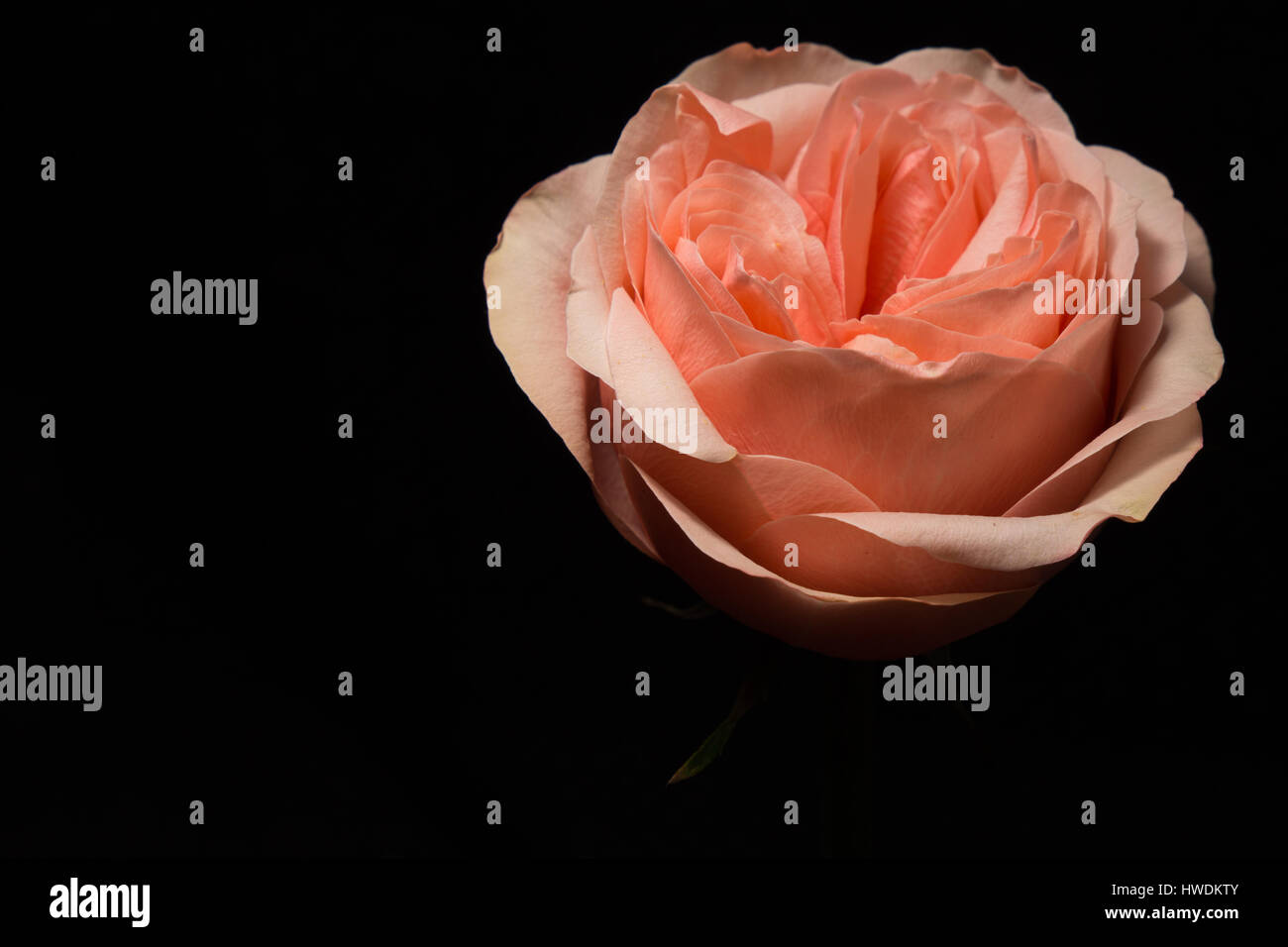 Soft Pink Rose Stock Photo - Alamy