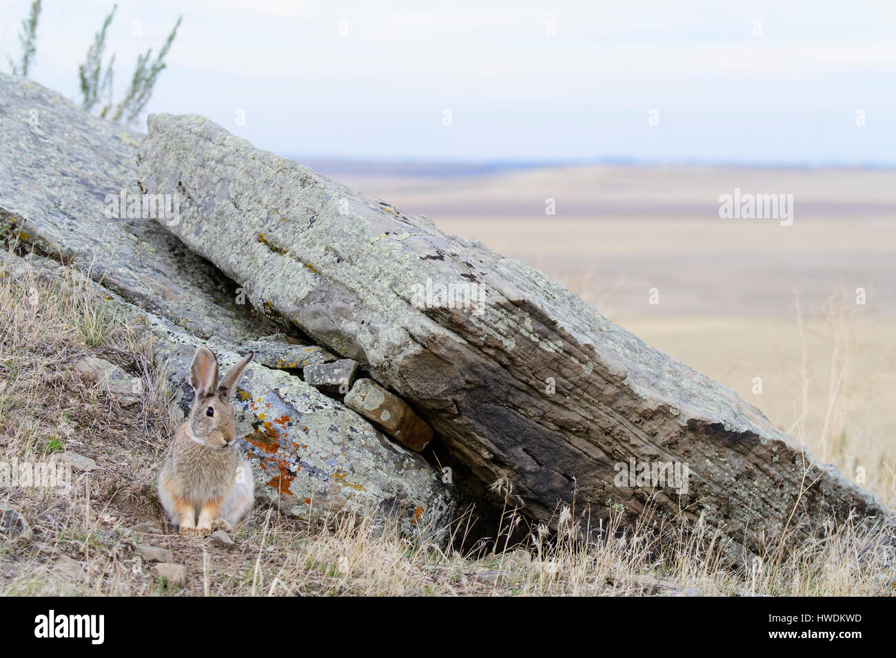 Cottontail rabbit den hi-res stock photography and images - Alamy