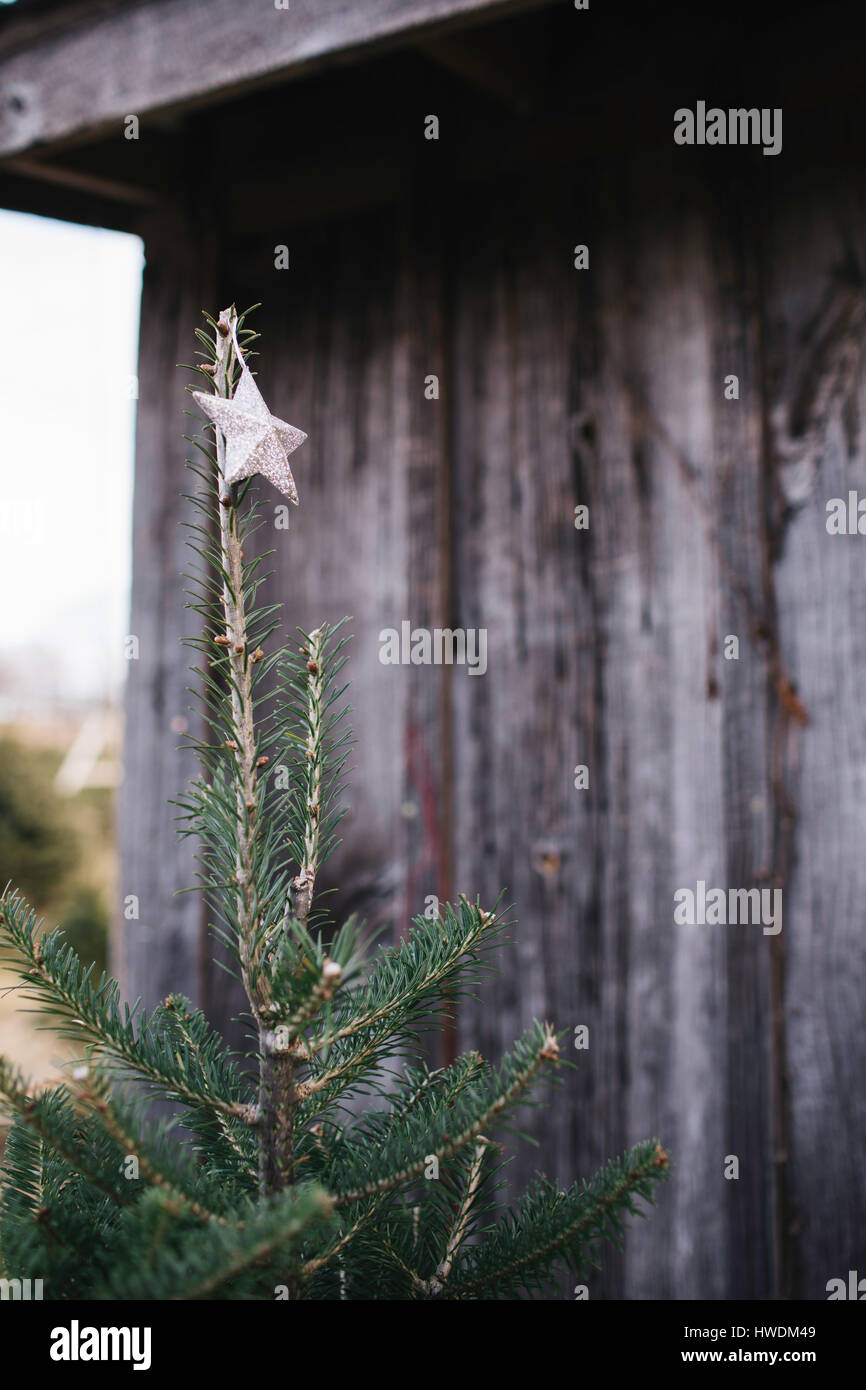 Star on christmas tree hi-res stock photography and images - Alamy