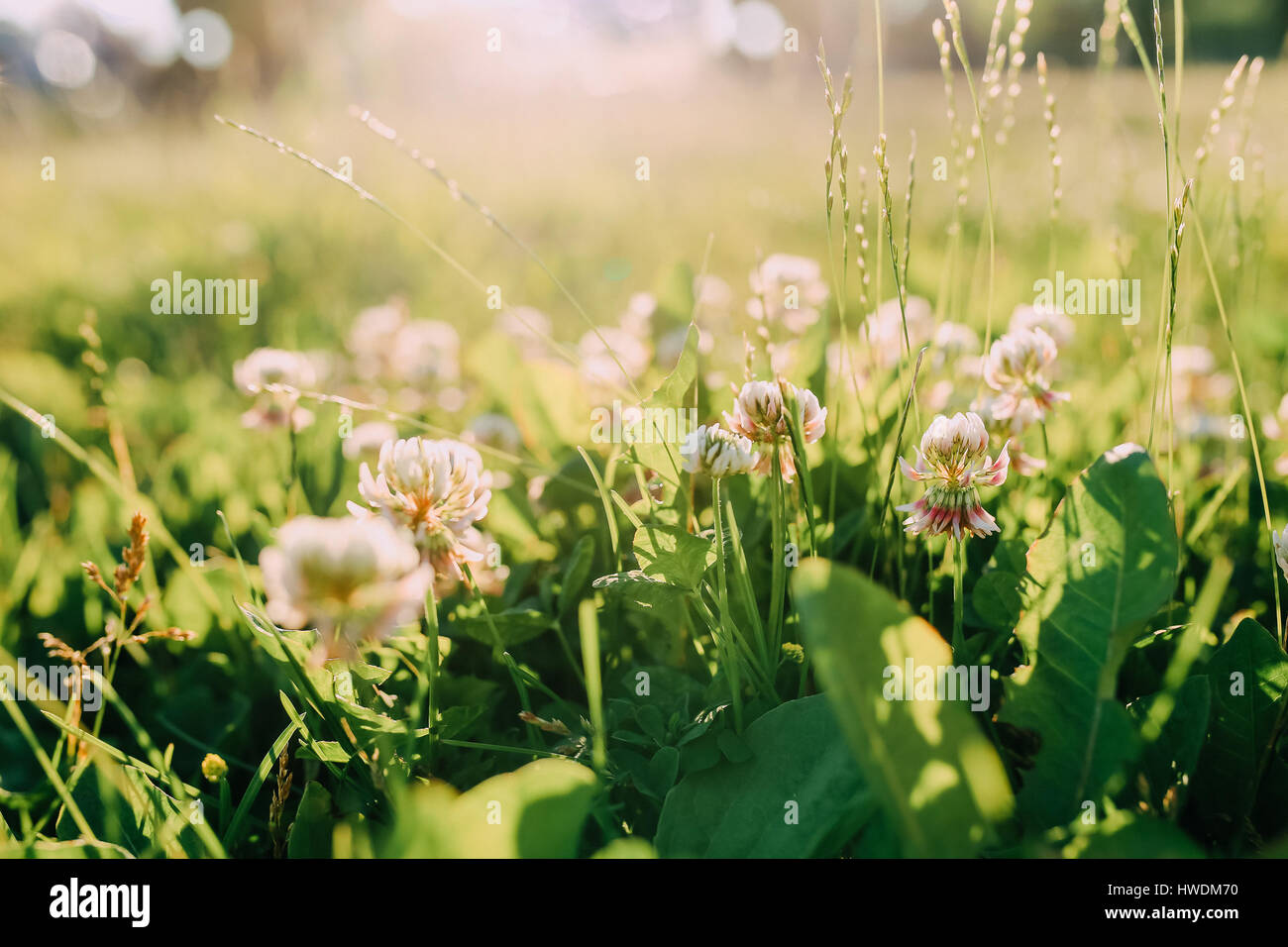 Clover flowers in the grass Stock Photo - Alamy