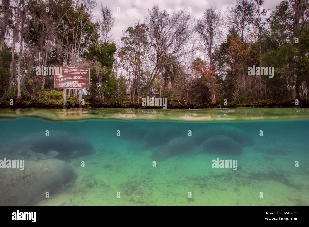 Manatee in the three sisters spring, Crystal river, Florida, USA Stock ...