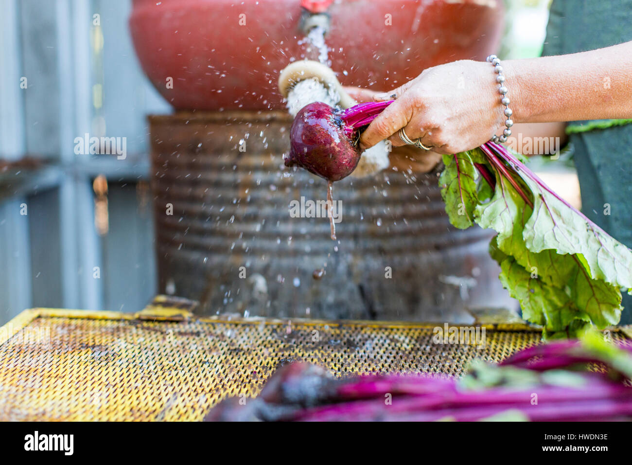 Woman's hands washing beetroot on allotment Stock Photo - Alamy