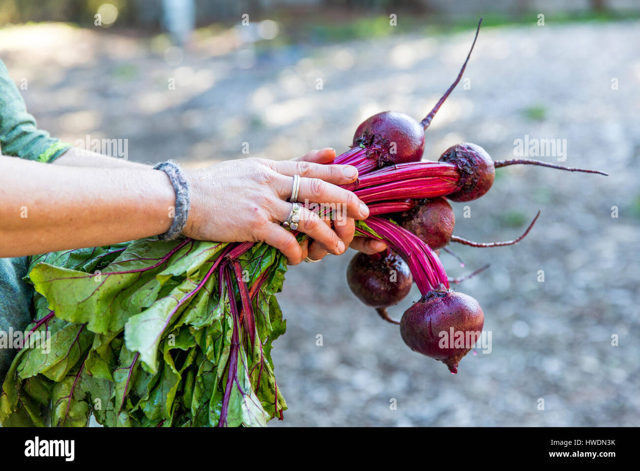 Hand holding beetroot hi-res stock photography and images - Alamy