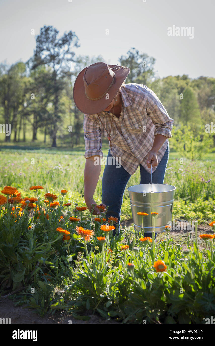 Young woman selecting calendula (calendula officinalis) from flower ...