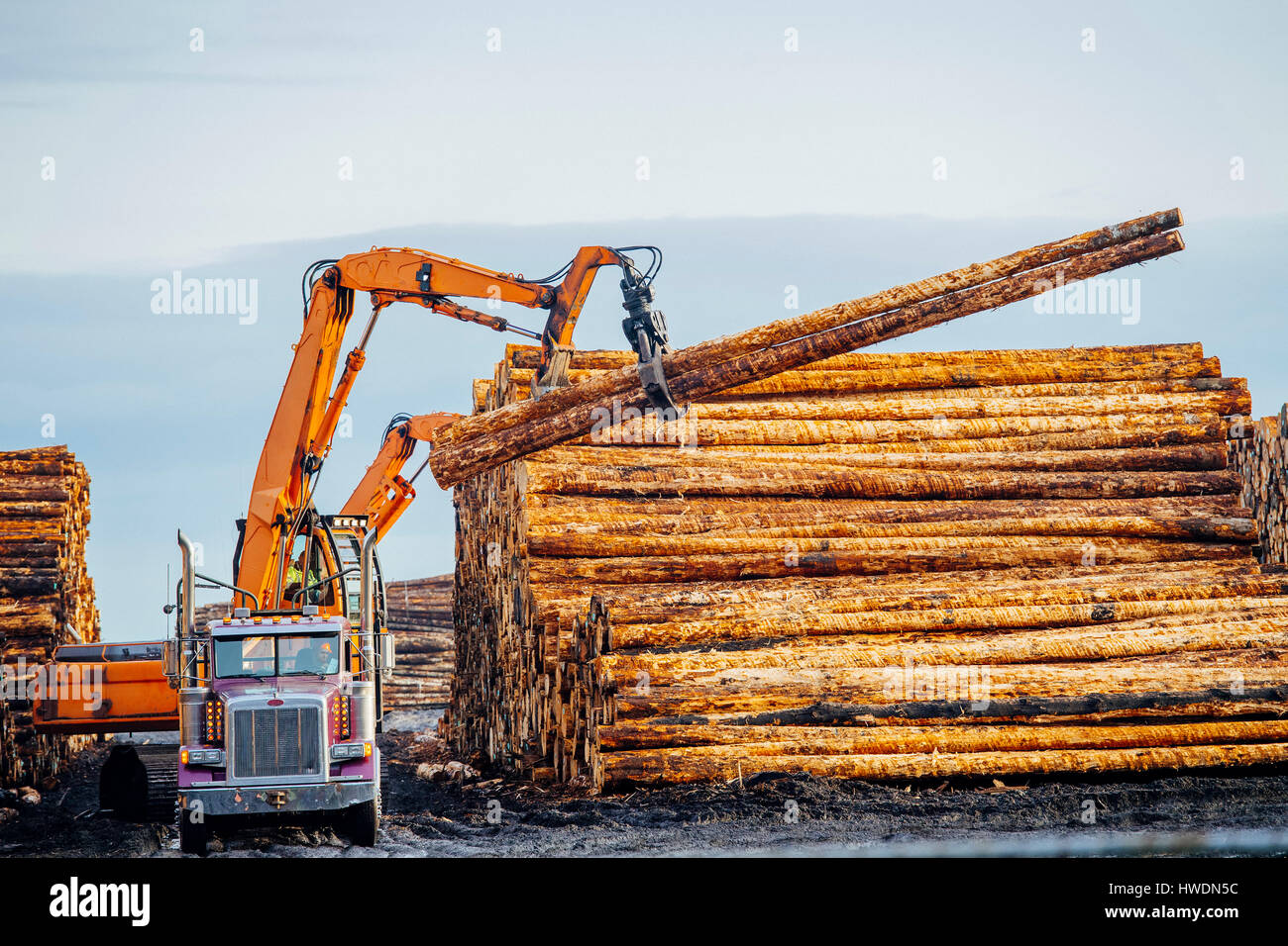 Heavy machinery, moving cut logs Stock Photo - Alamy