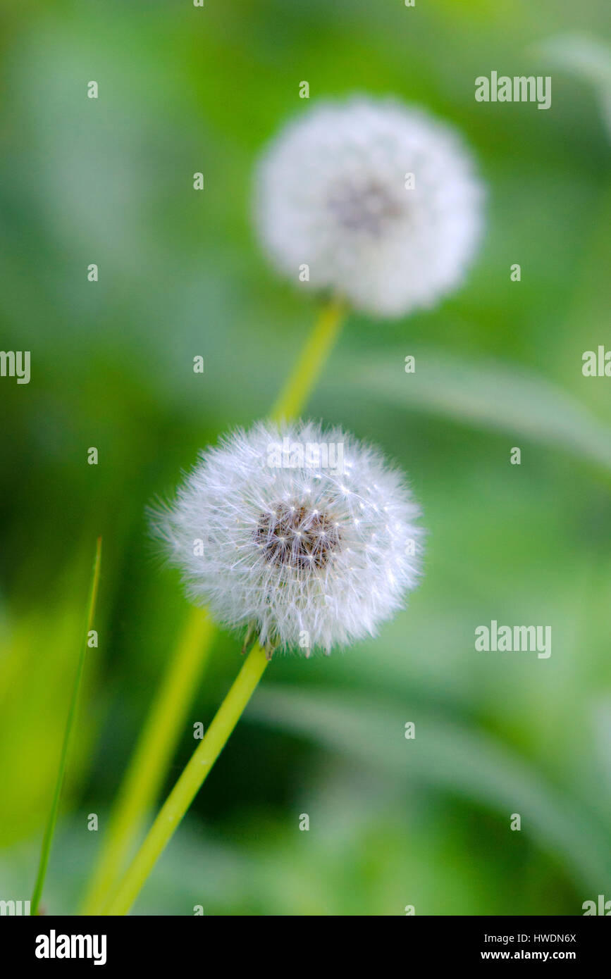 Dandelion seeds background hi-res stock photography and images - Alamy