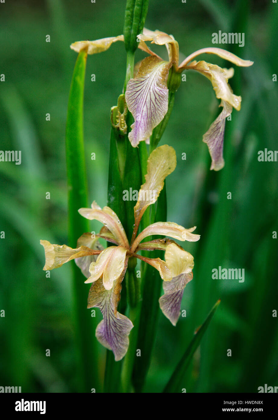 Foetid flowers hi-res stock photography and images - Alamy