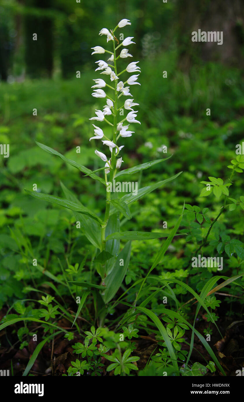 Sword leaved helleborine orchid Cephalanthera longifolia at Chappett's ...
