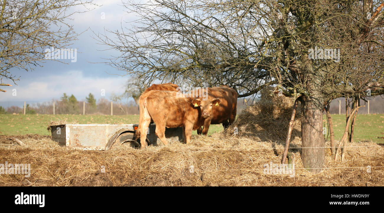 Milch cattle hi-res stock photography and images - Alamy
