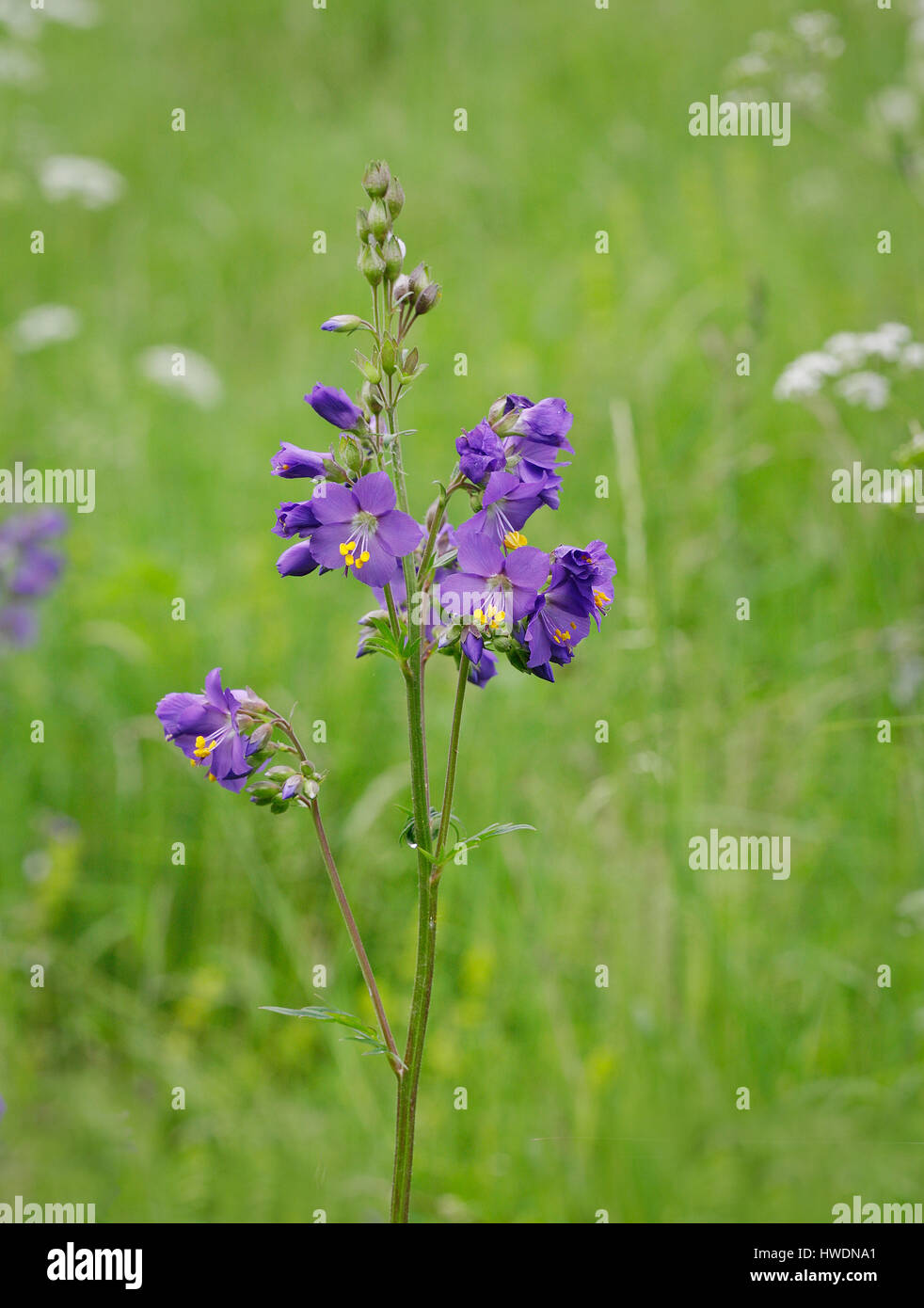 Jacob's Ladder Polymonium caeruleum at Lathkill Dale in the Derbyshire ...
