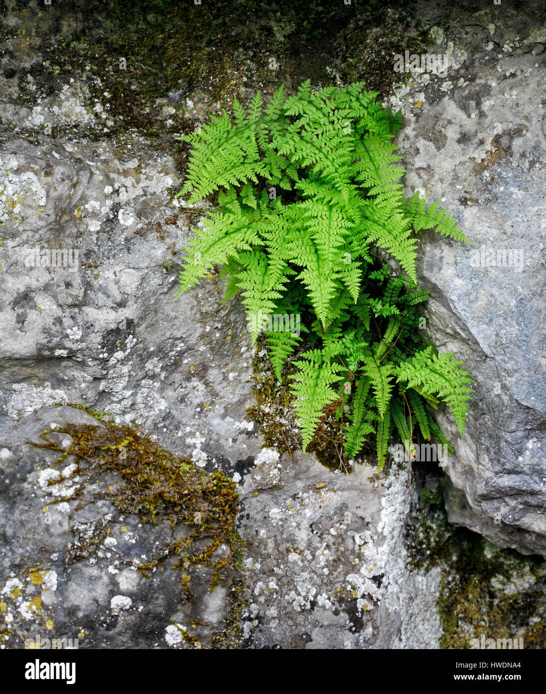 Limestone fern Gymnocarpium robertianum in a crevice of the ...