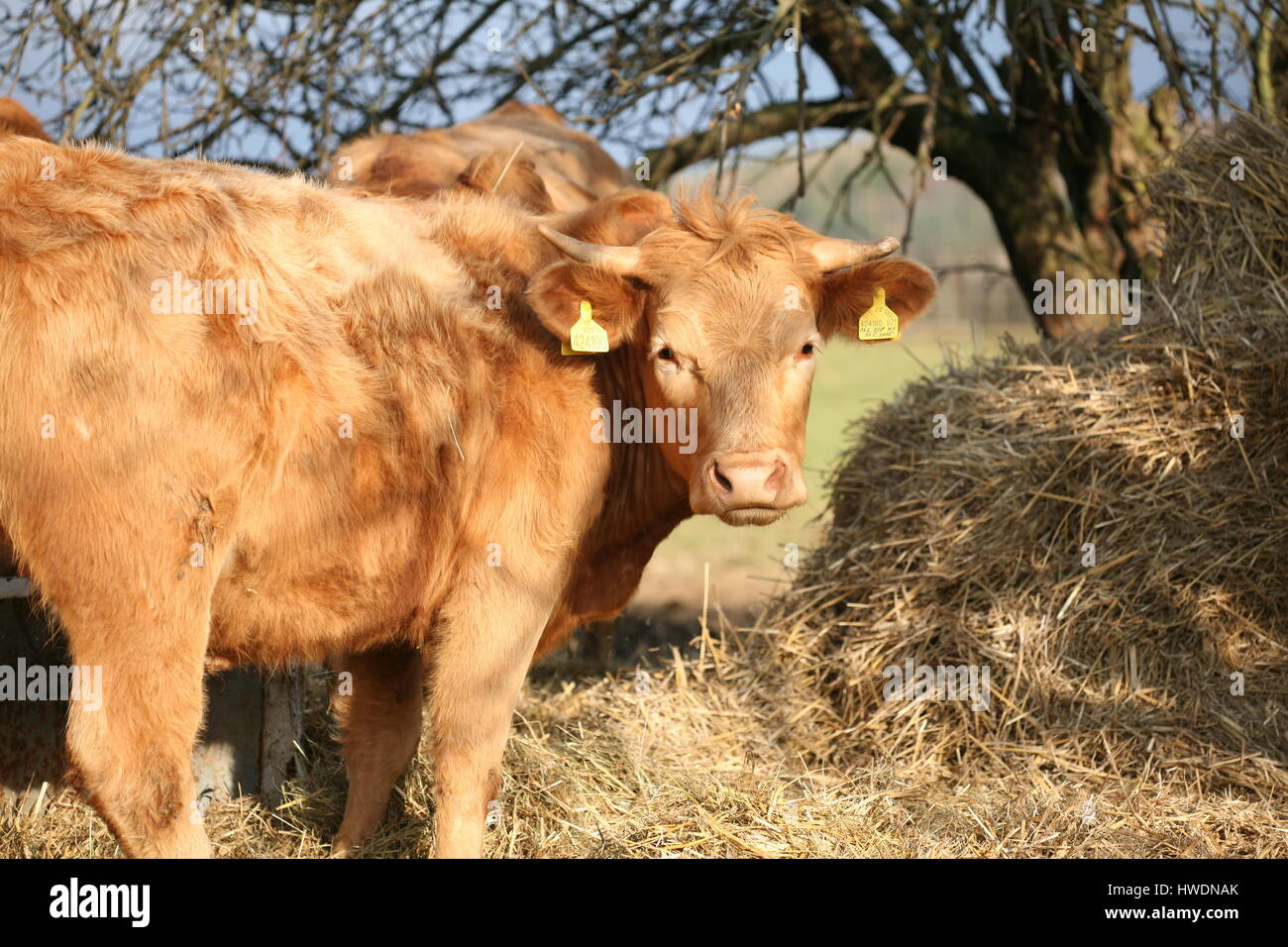 Milch cattle hi-res stock photography and images - Alamy