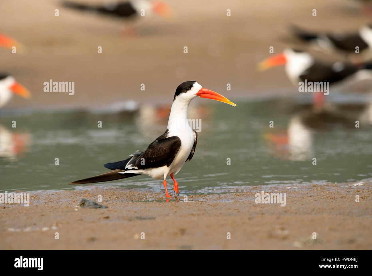 Skimmers in Chambal, MP India Stock Photo - Alamy