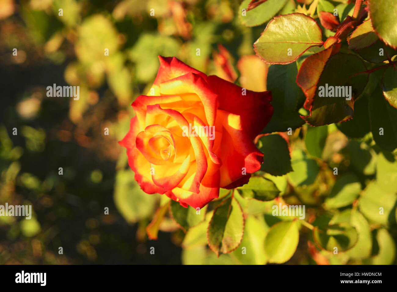 Yellow red rose in garden Stock Photo - Alamy