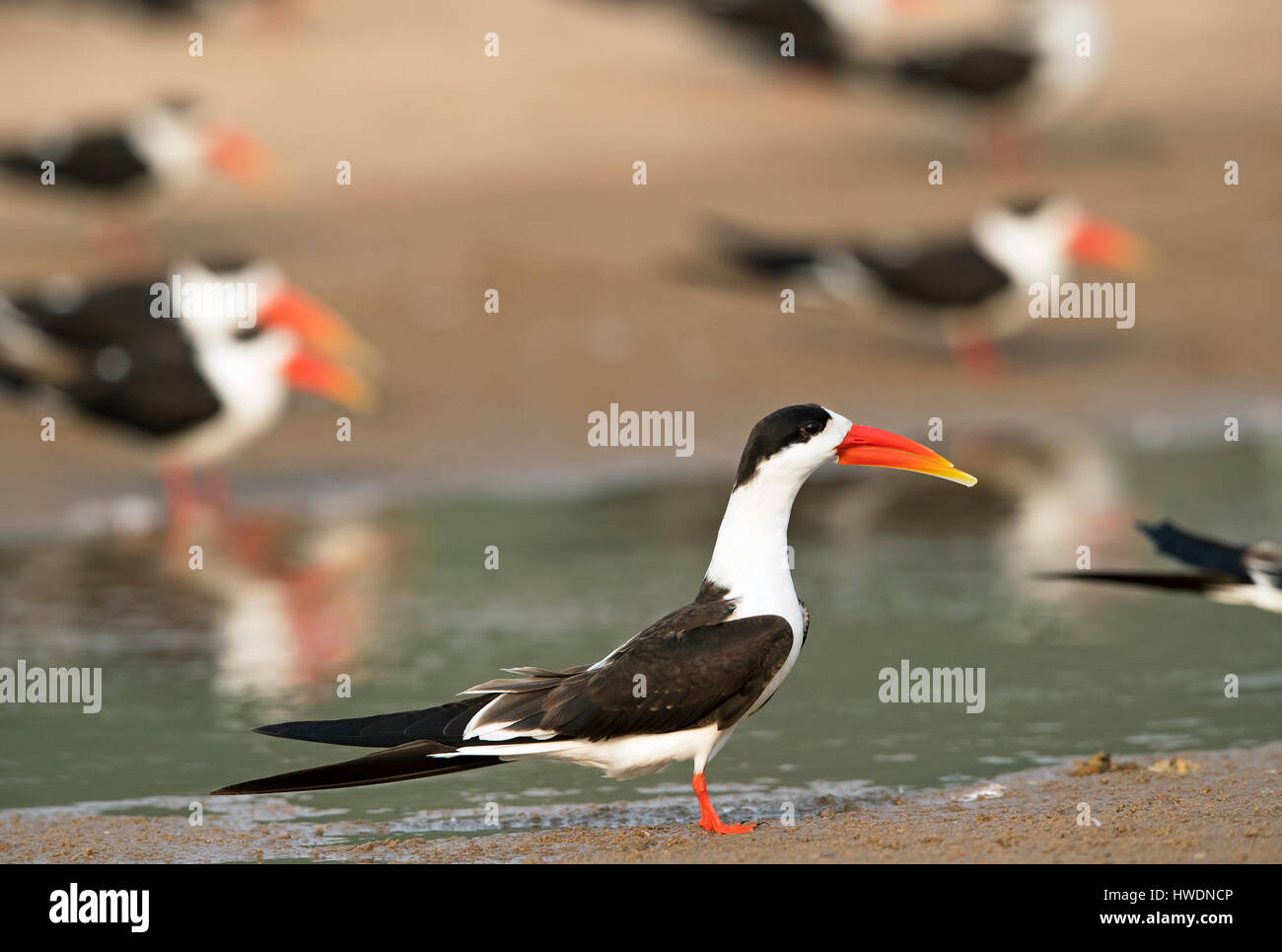 Indian skimmer on chambal hi-res stock photography and images - Alamy