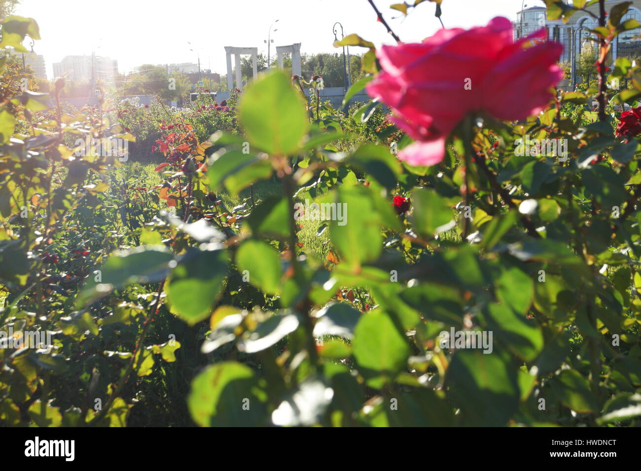 Rose garden view. Defocused foreground with red rose Stock Photo - Alamy