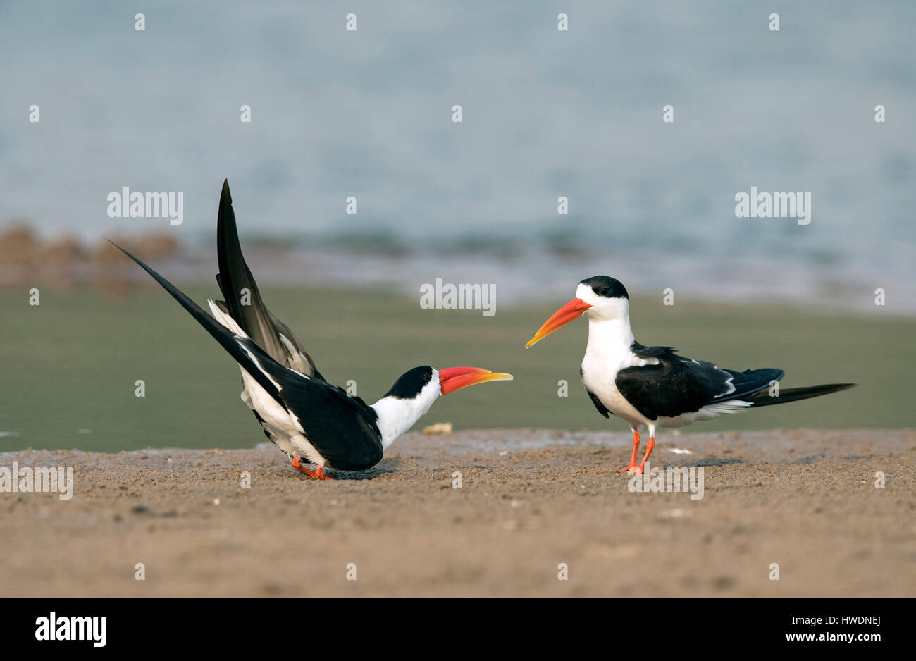 Skimmers in Chambal, MP India Stock Photo - Alamy