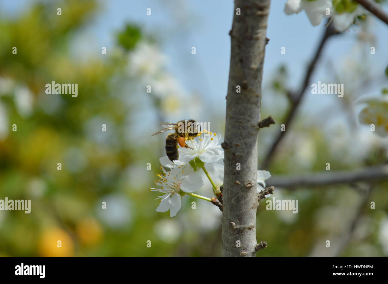 the spring is coming Stock Photo - Alamy