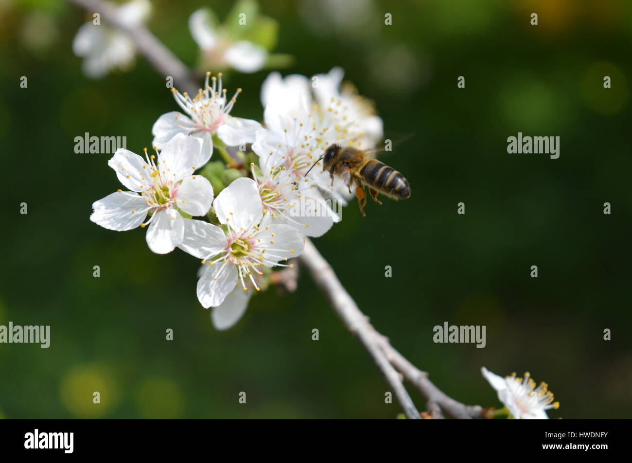 Paradise beach flores hi-res stock photography and images - Alamy