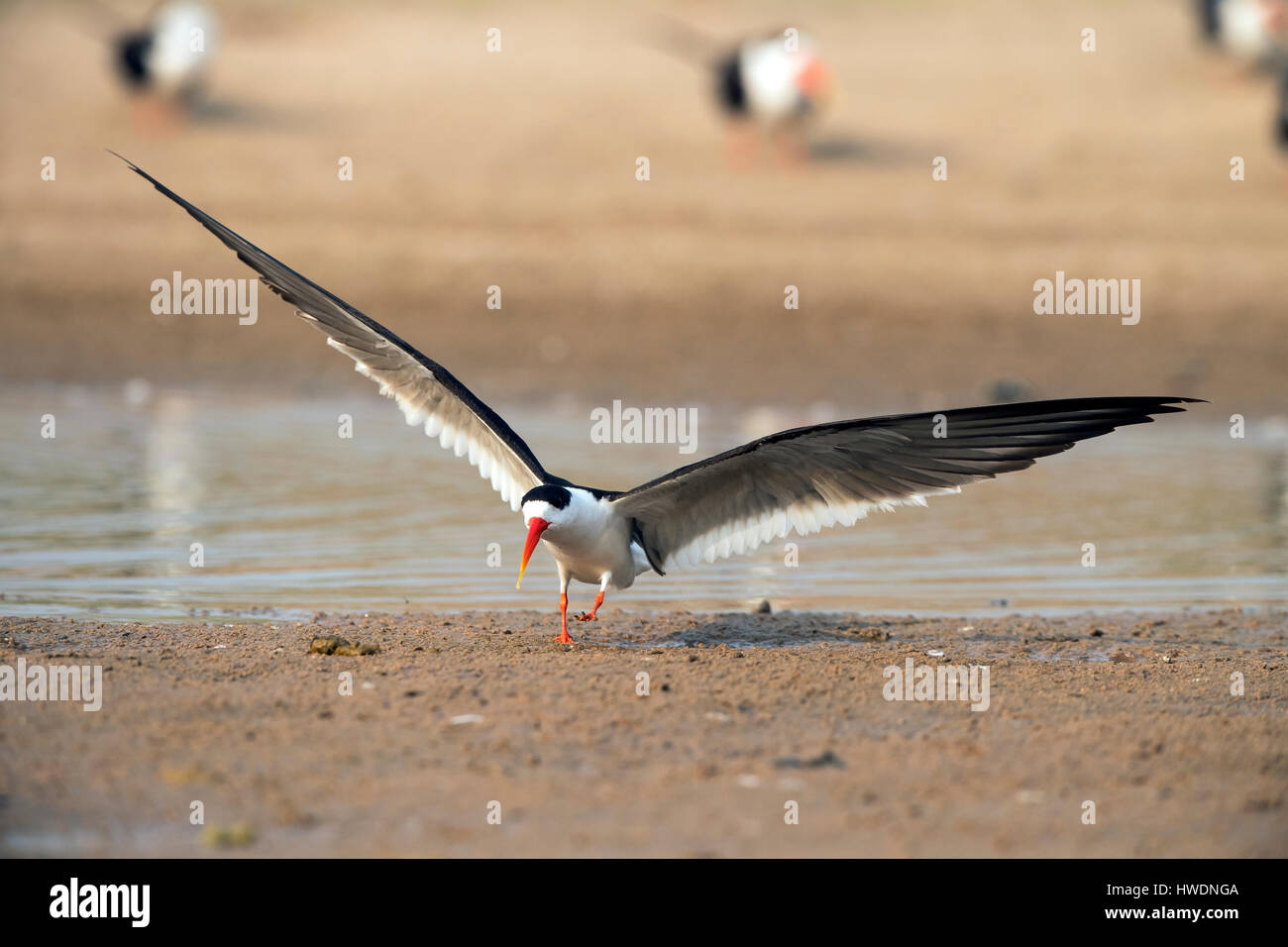 Skimmers in Chambal, MP India Stock Photo - Alamy