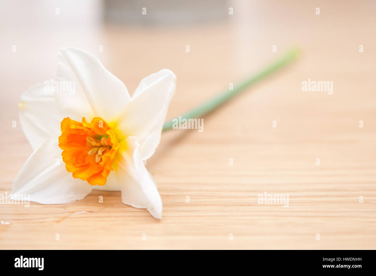 Single fresh flower with water droplets on the wooden table Stock Photo ...