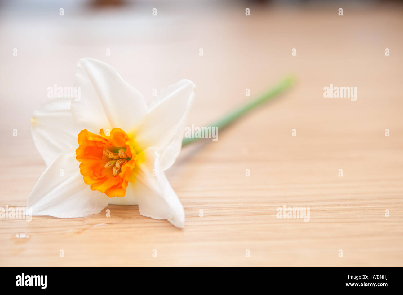 Single fresh flower with water droplets on the wooden table Stock Photo ...