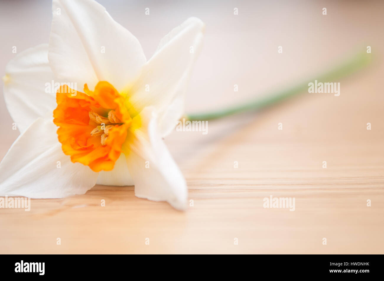 Single fresh flower with water droplets on the wooden table Stock Photo ...