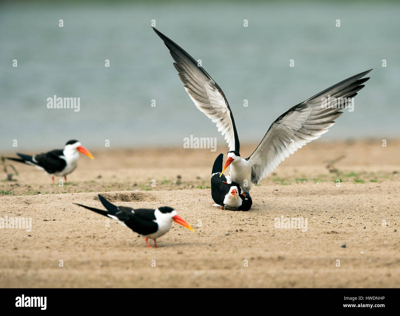 Skimmers in Chambal, MP India Stock Photo - Alamy