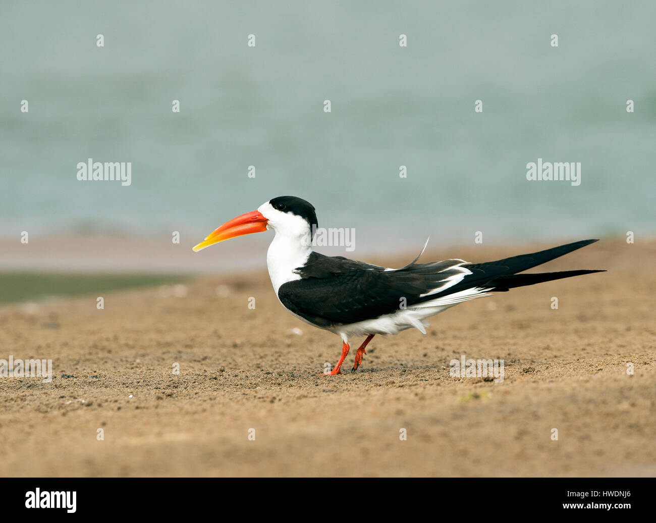 Skimmers in Chambal, MP India Stock Photo - Alamy