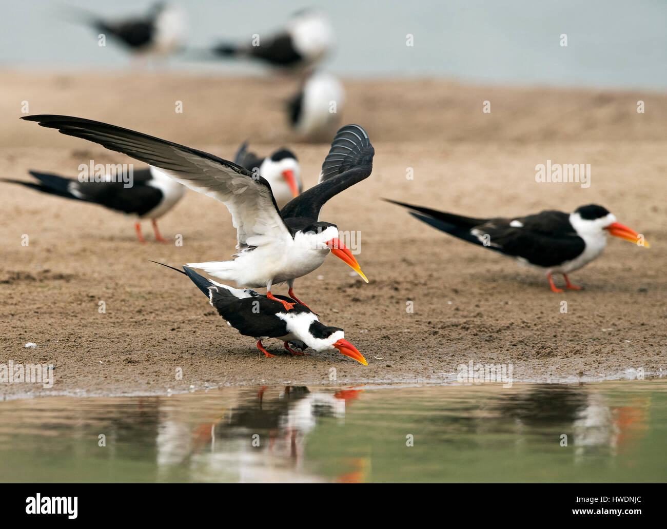 Skimmers in Chambal, MP India Stock Photo - Alamy