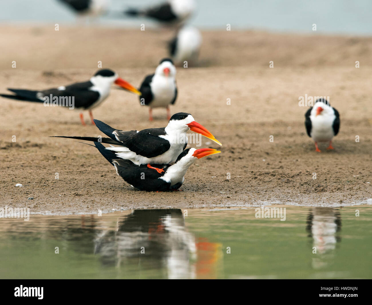 Chambal Mp High Resolution Stock Photography and Images - Alamy