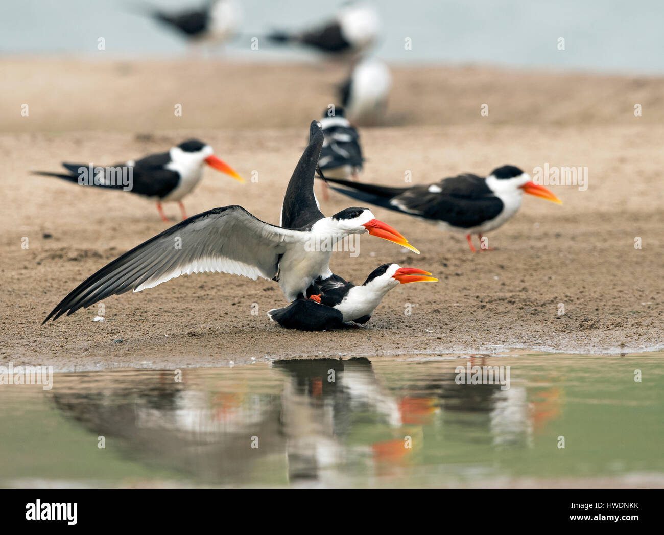 The image of Skimmer was taken in Chambal Sanctuary, M.P. India Stock ...