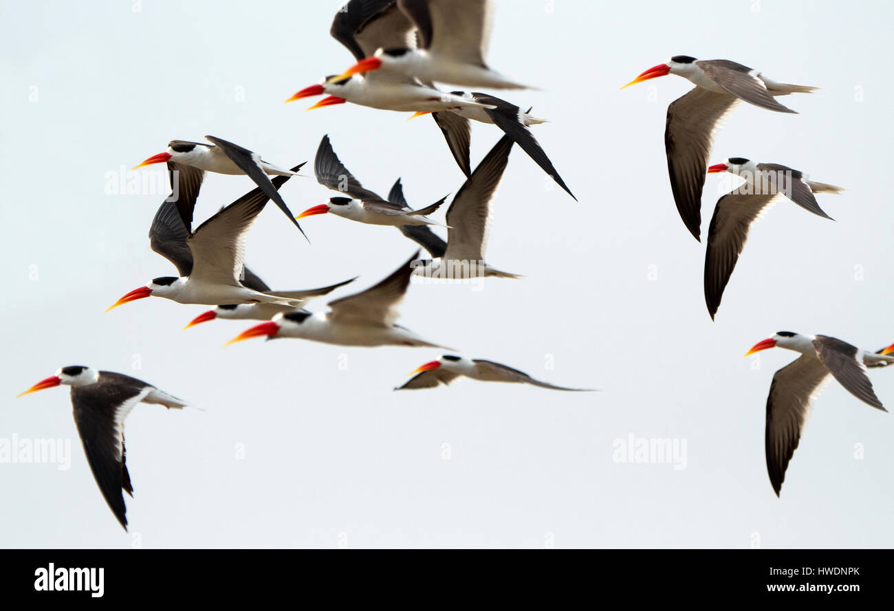 Chambal Mp High Resolution Stock Photography and Images - Alamy