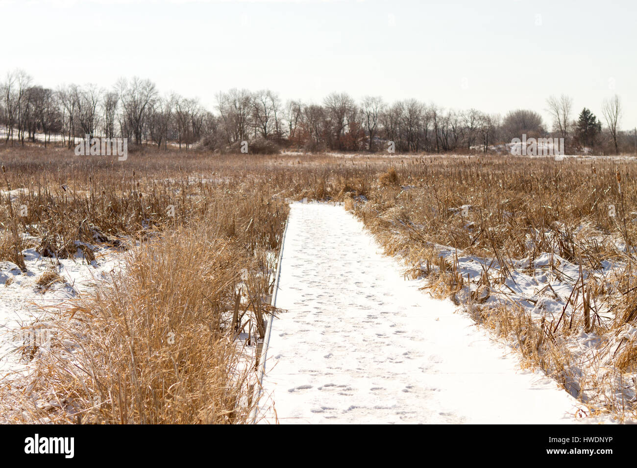 Snow covered trail through wetlands during winter Stock Photo - Alamy