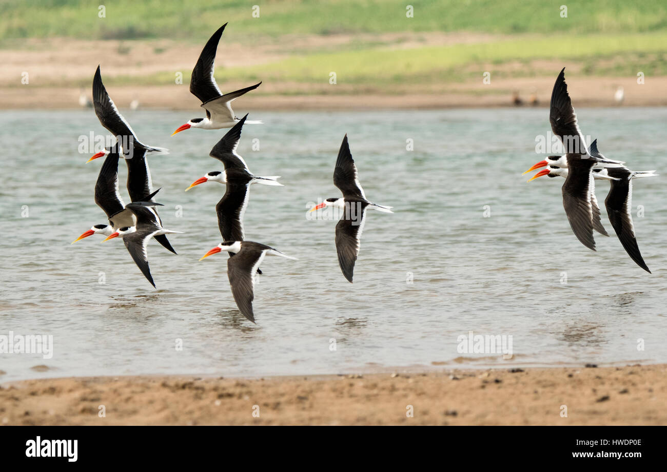 Skimmers in Chambal, MP India Stock Photo - Alamy