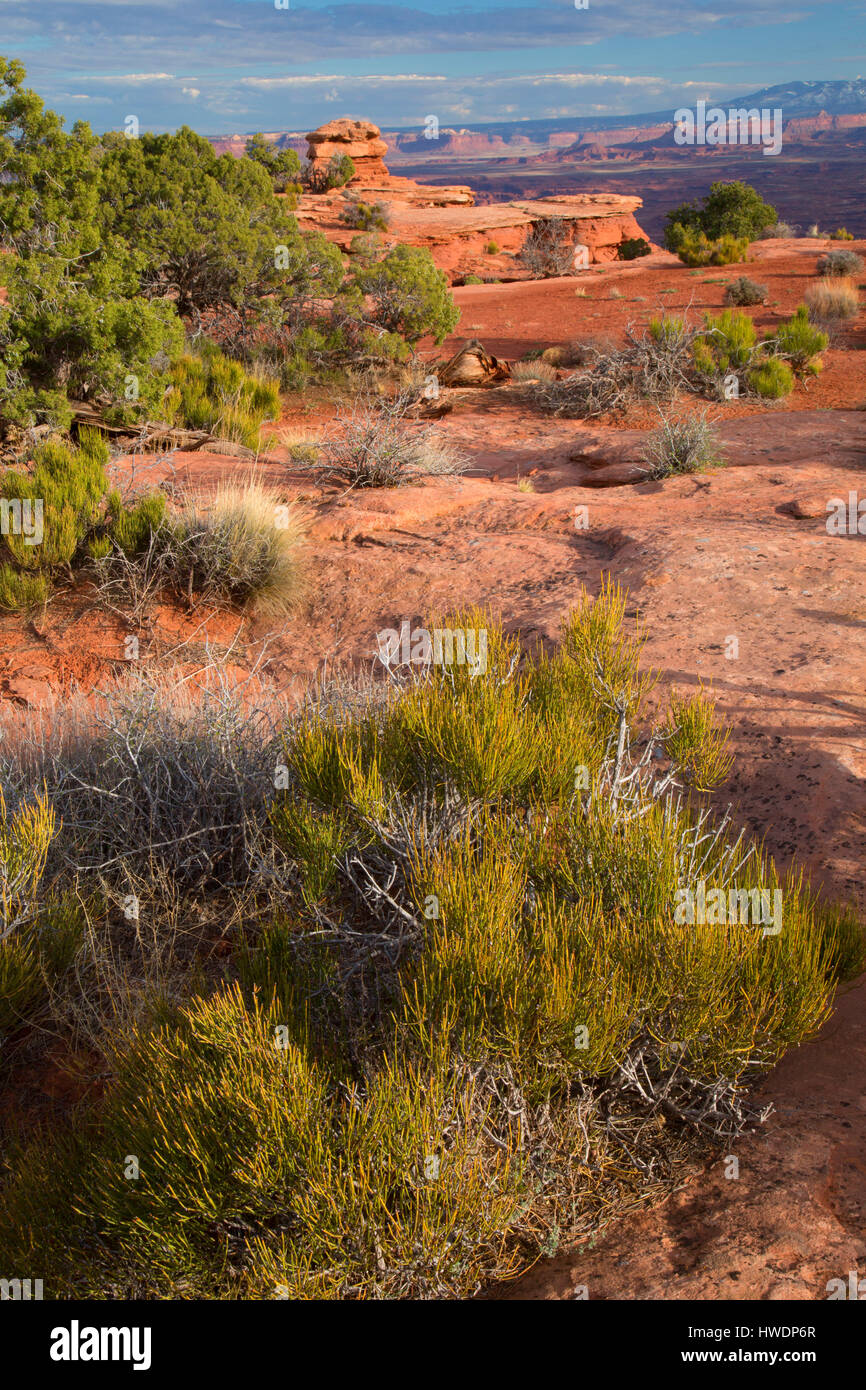 Mormon tea along White Rim Overlook Trail, Canyonlands National Park ...